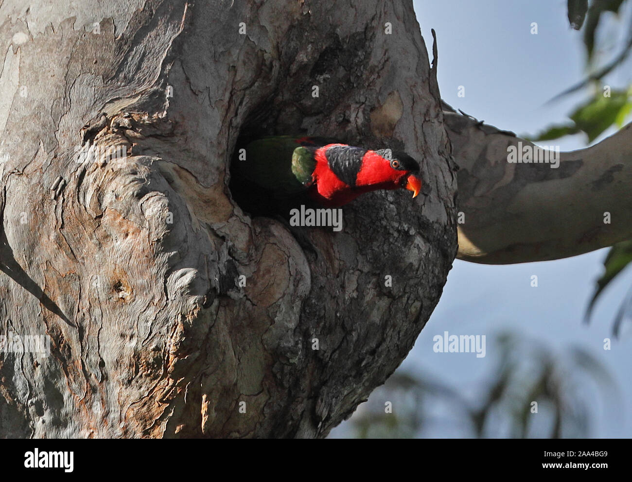 Black-capped Lory (Lorius lory erythrothorax) adult at nest hole in tree Varirata National Park ...