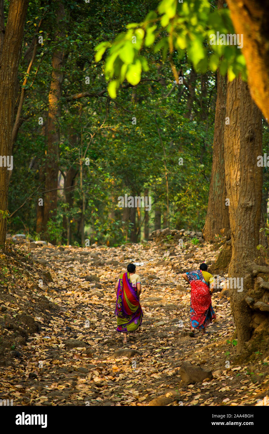 Indian jungle hi-res stock photography and images - Alamy