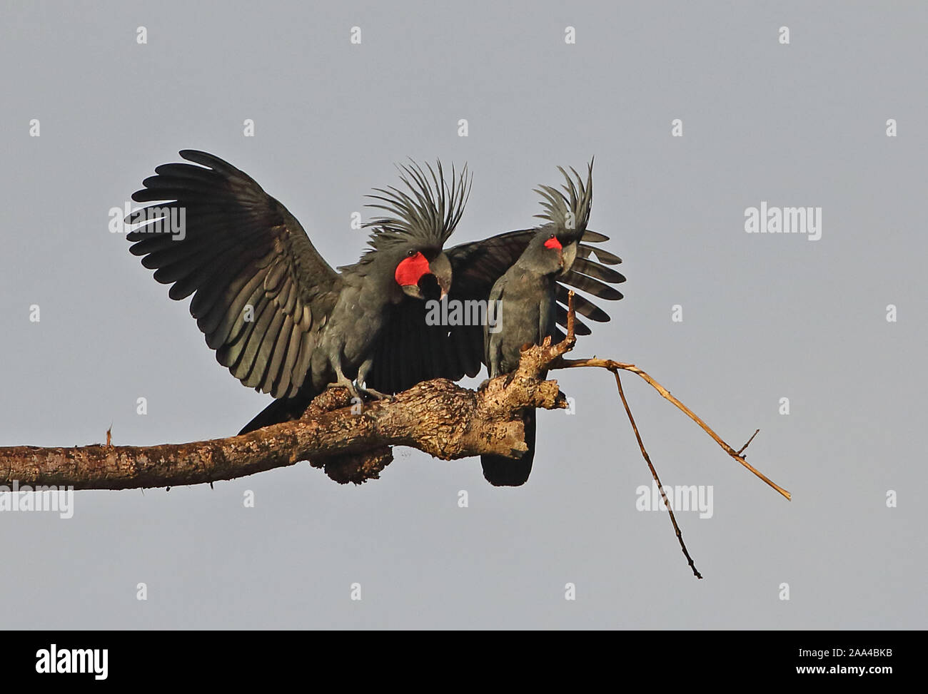 Palm Cockatoo (Probosciger aterrimus) pair in dead tree with one ...