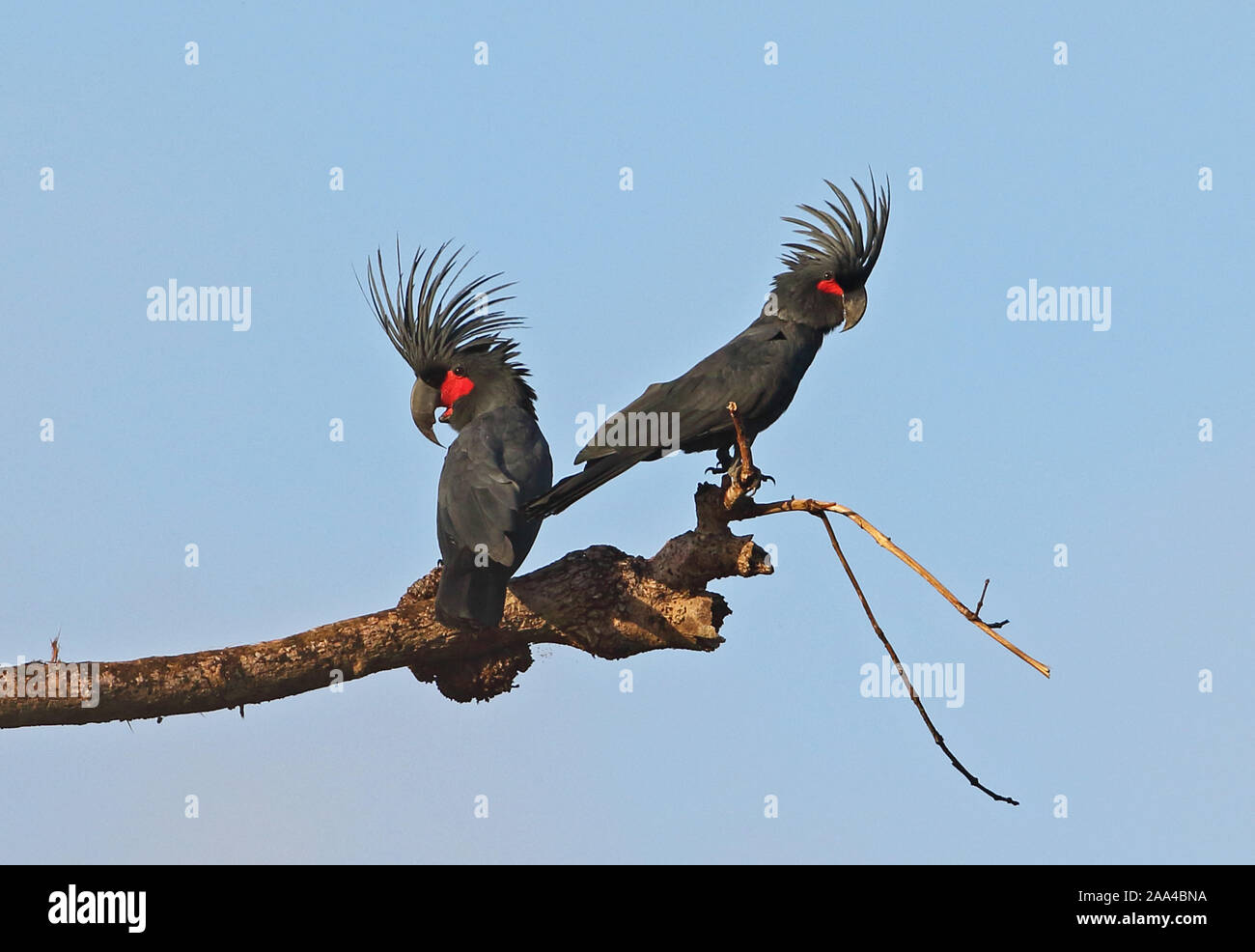 Palm Cockatoo (Probosciger aterrimus) pair perched on dead branch Fly ...