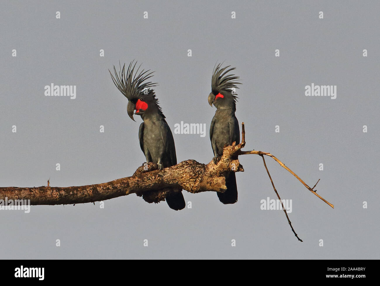 Fly river papua new guinea hi-res stock photography and images - Alamy