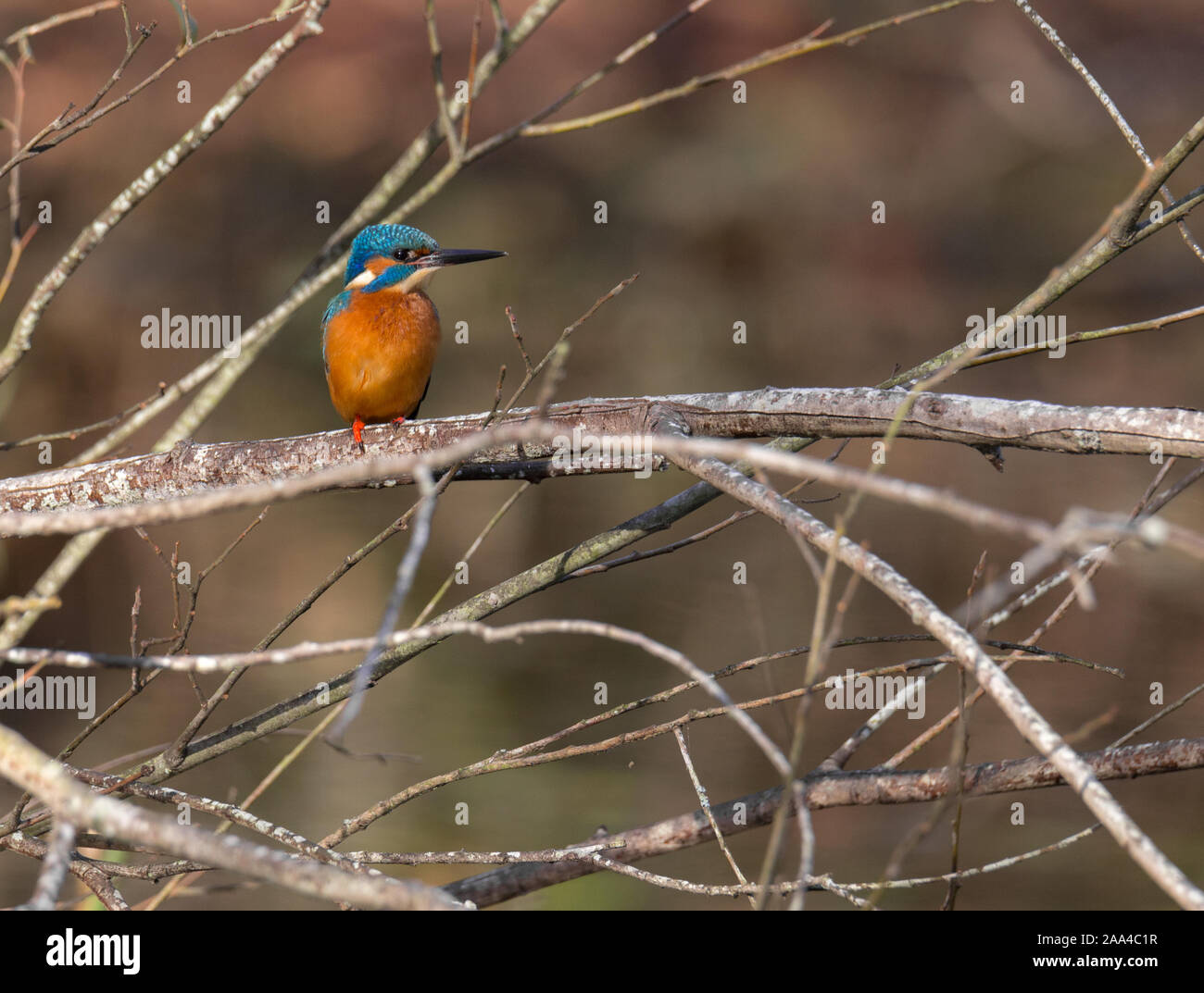 Kingfisher (Alcedo atthis) also known as "Guarda-rios", this male ...