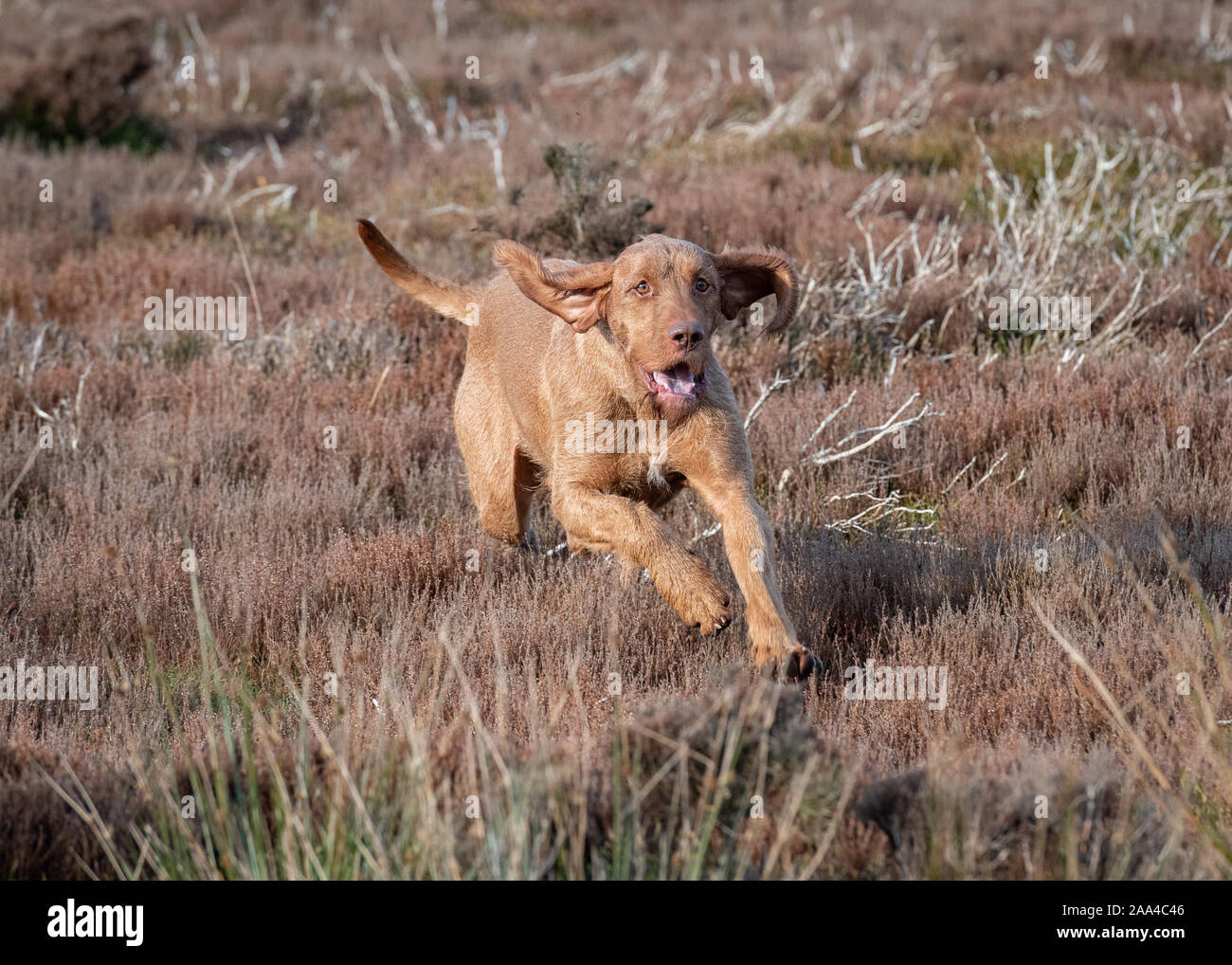 Point and retrieve hi-res stock photography and images - Alamy
