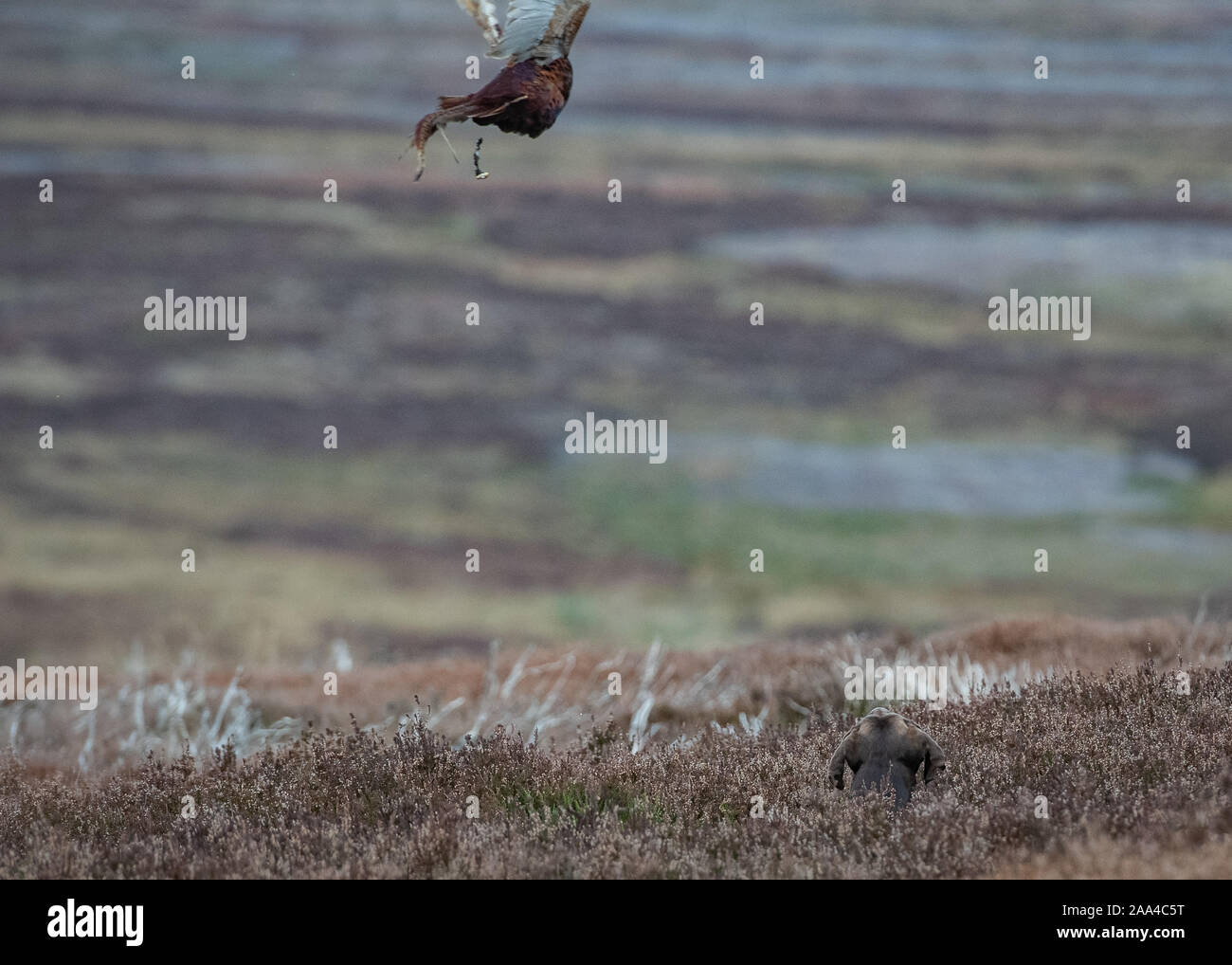 Hpr dog hi-res stock photography and images - Alamy