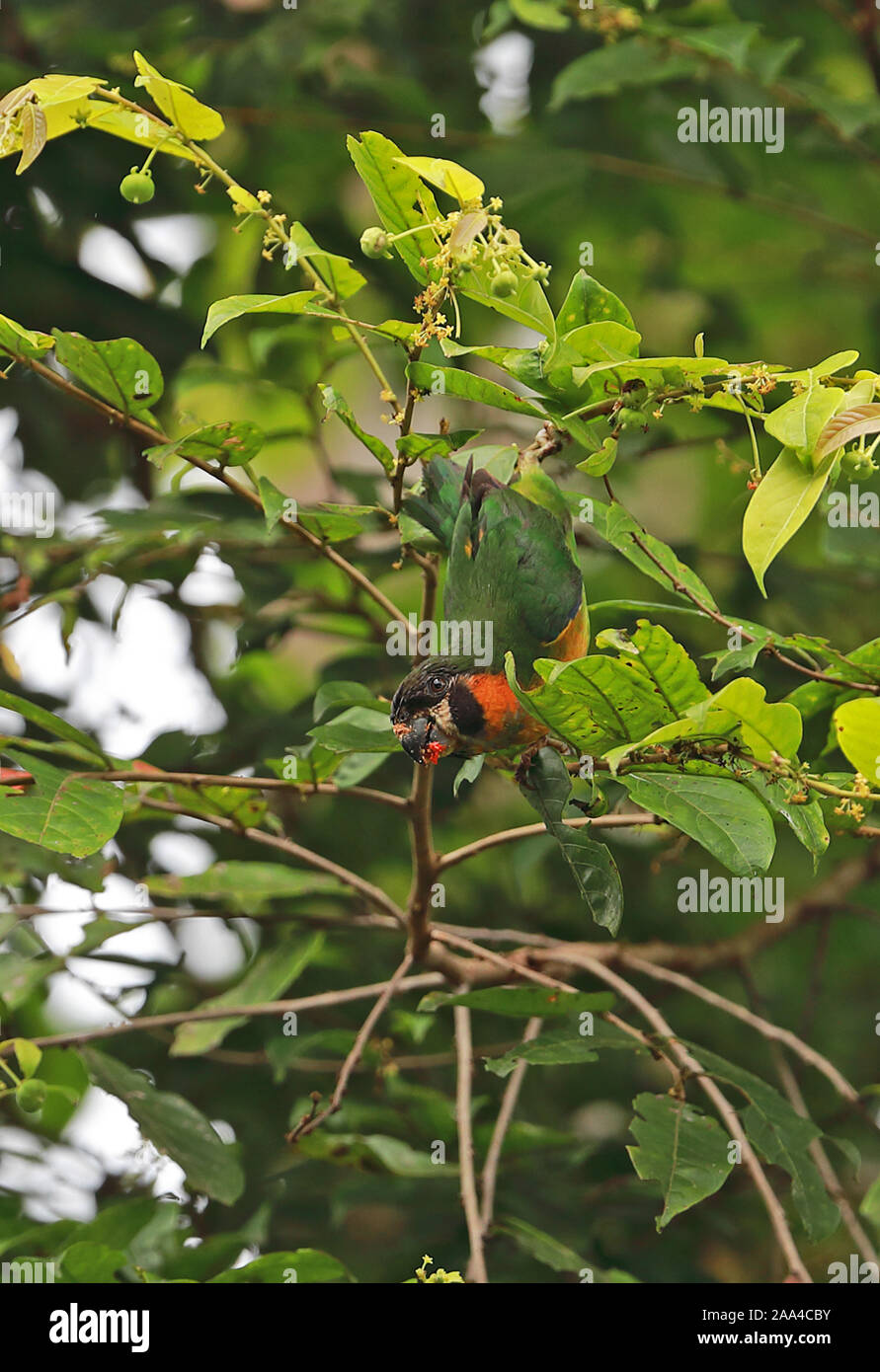 Fly River Papua New Guinea High Resolution Stock Photography and Images ...
