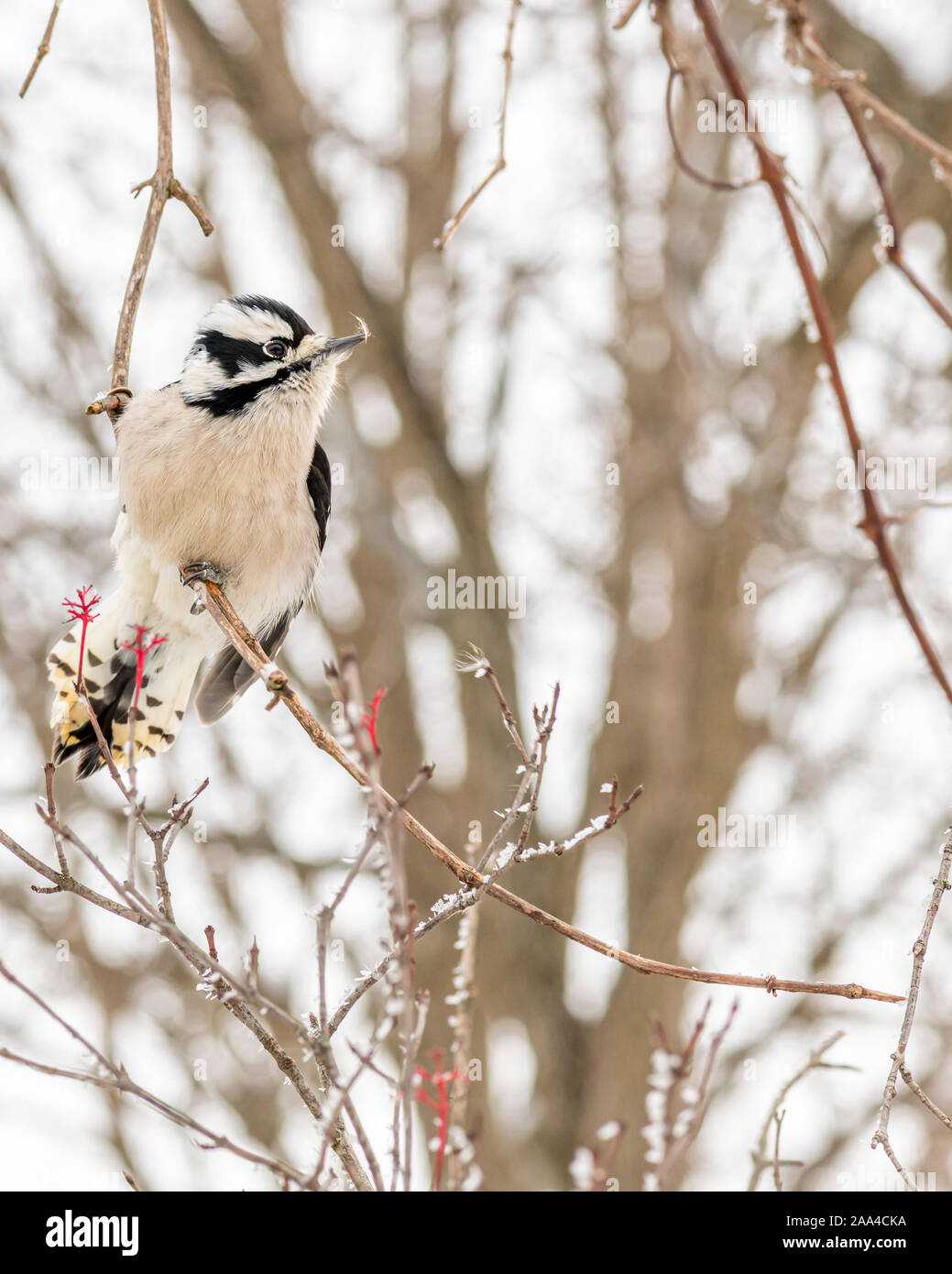 A female Downy Woodpecker (Dryobates pubescens) perched with a snowy ...