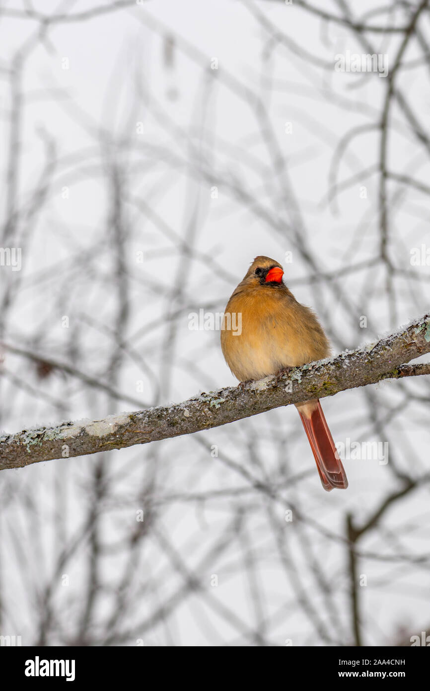 Female cardinal hi-res stock photography and images - Alamy