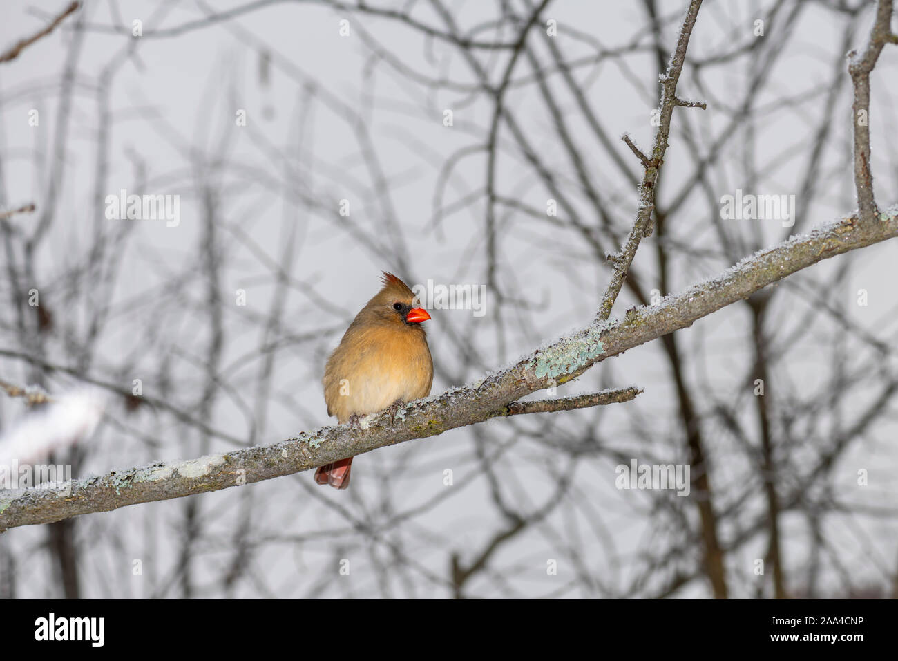 Female cardinal hi-res stock photography and images - Alamy