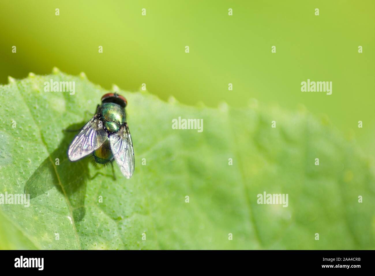 Common green bottle fly (Lucilia sericata), resting on leaf Stock Photo ...