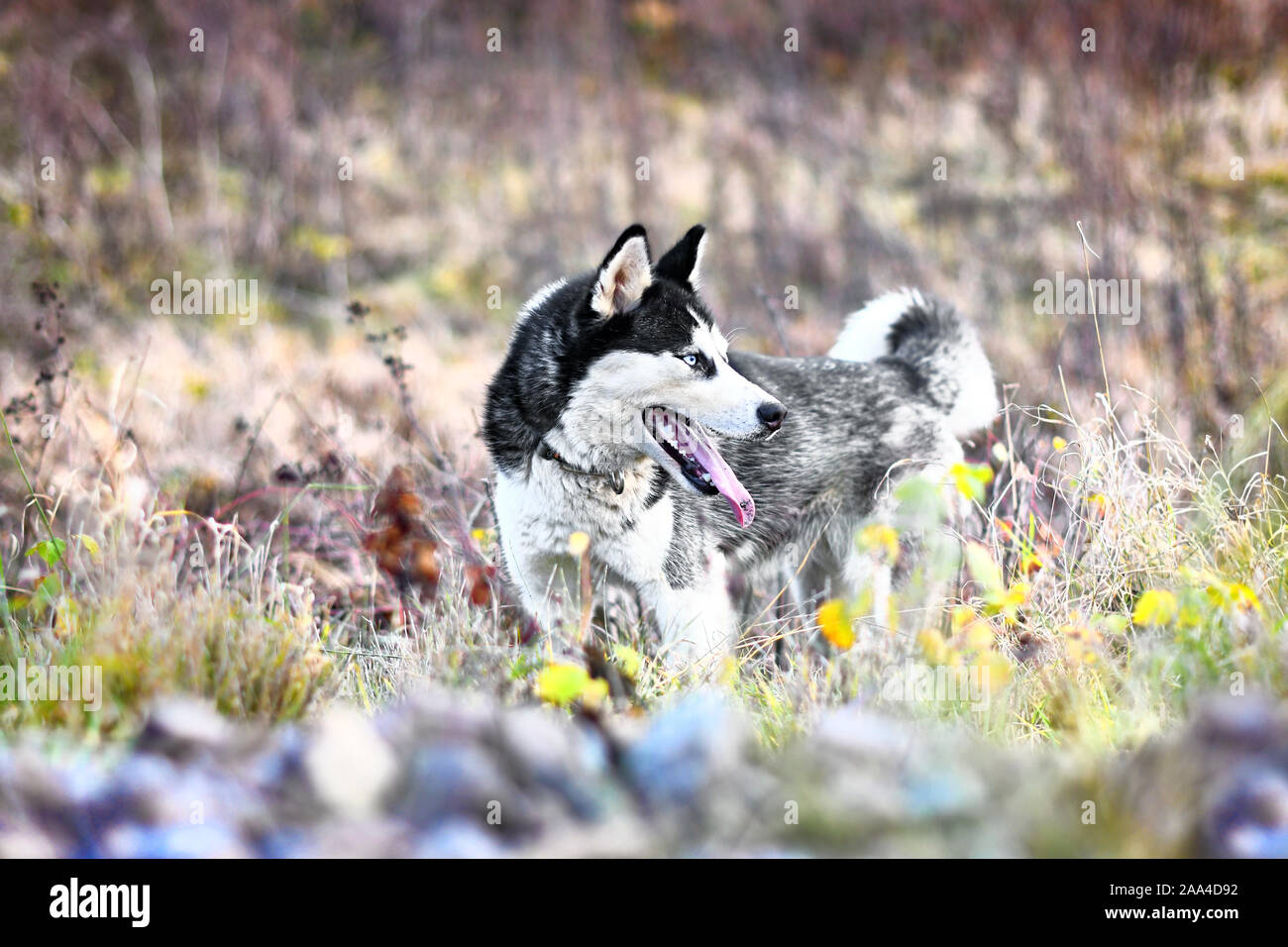 Wolf field grass hi-res stock photography and images - Alamy