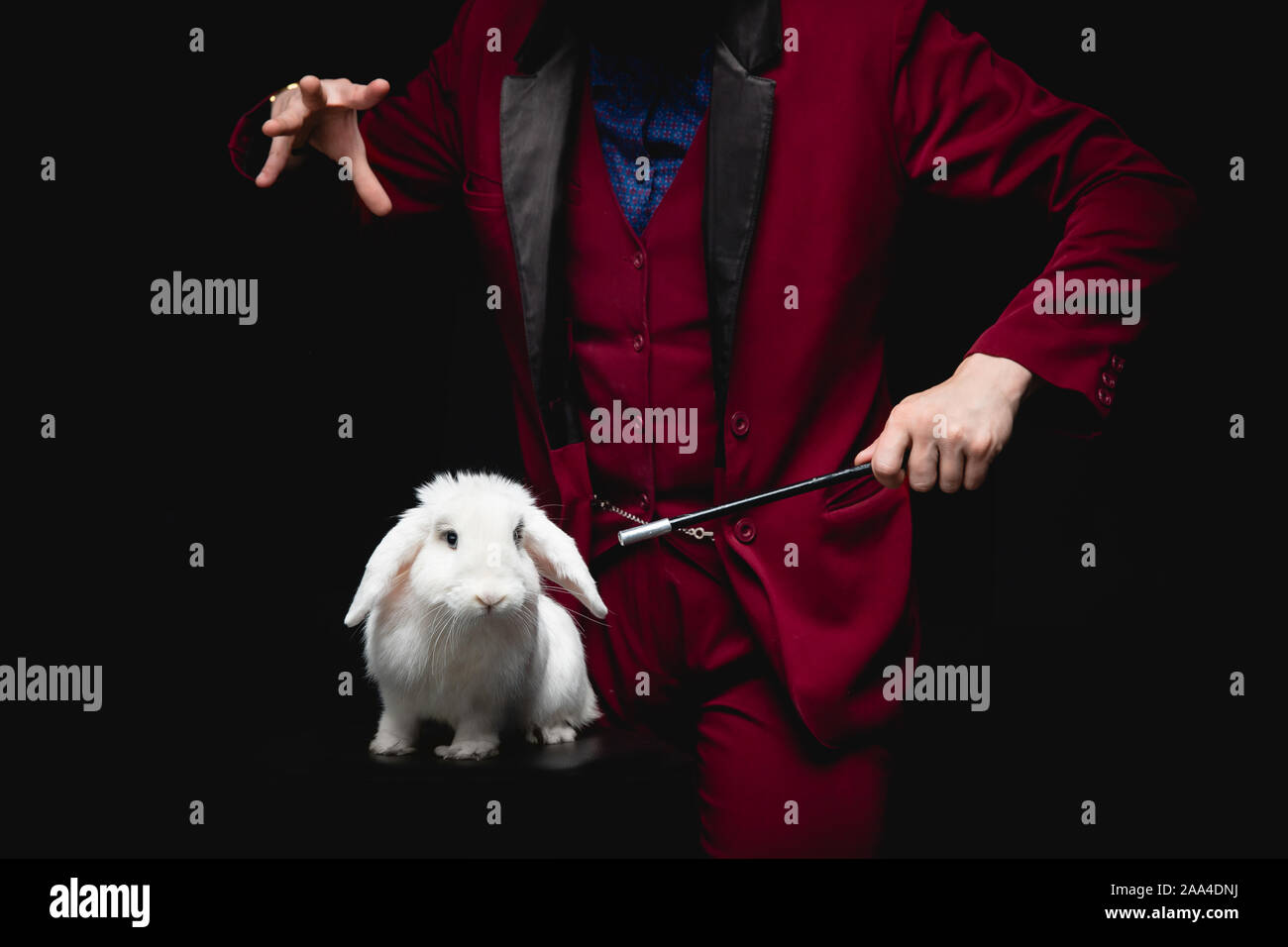Magician shows trick with disappearance white rabbit in suitcase magic ...