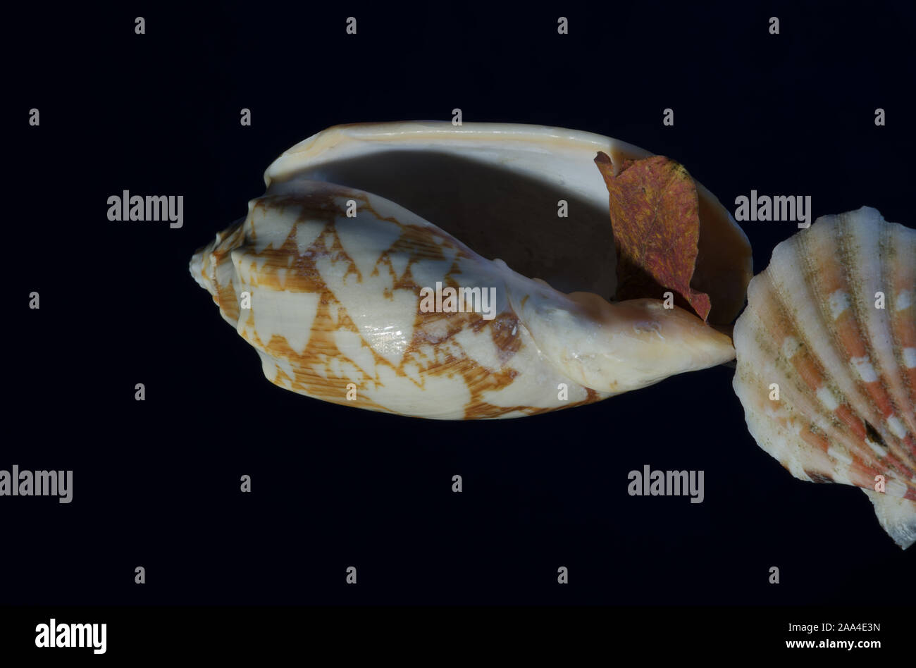 Dual leaf hi-res stock photography and images - Alamy