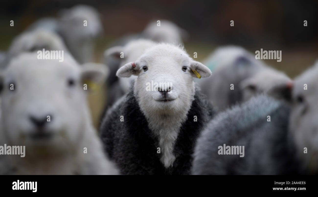 Tupping time hi-res stock photography and images - Alamy