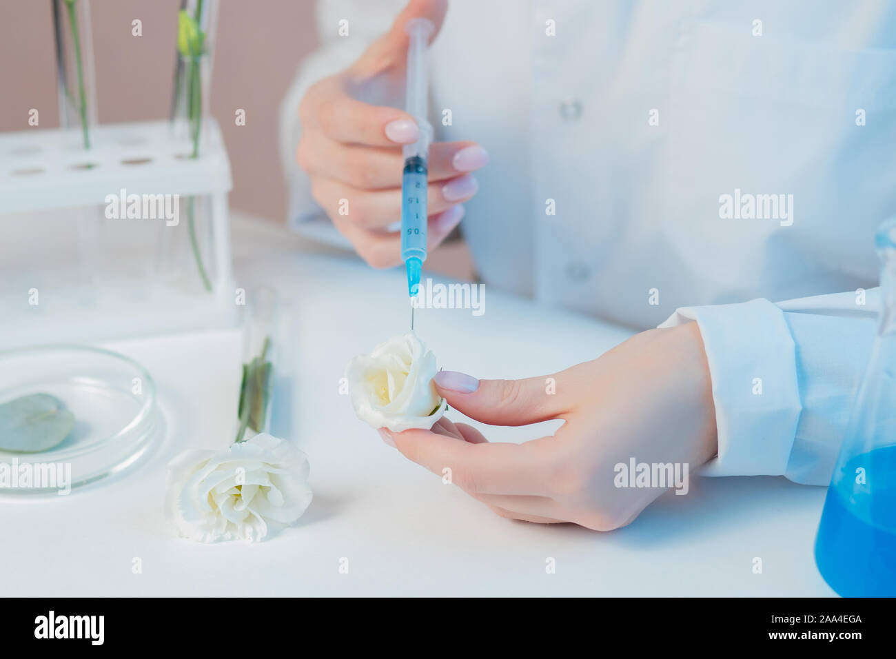 Natural organic extraction flower oil aroma essence solution in ...