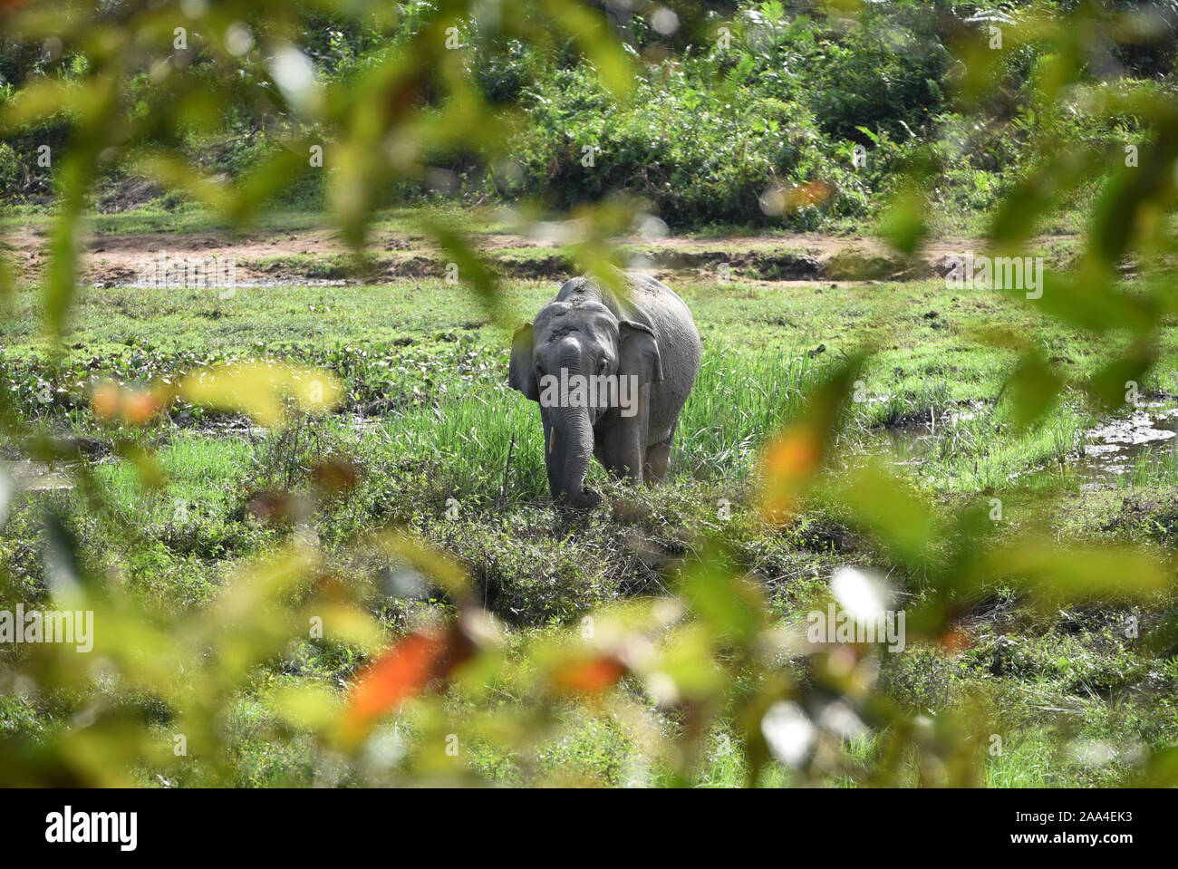 Wild elephant grazing in a paddy field Stock Photo - Alamy