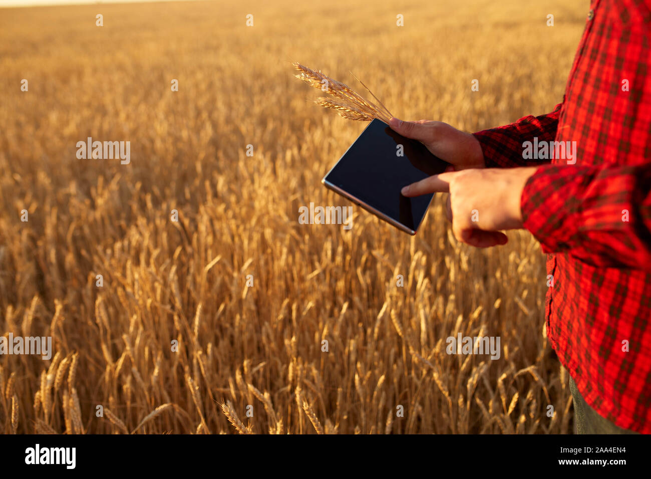 Smart farming using modern technologies in agriculture. Man agronomist ...