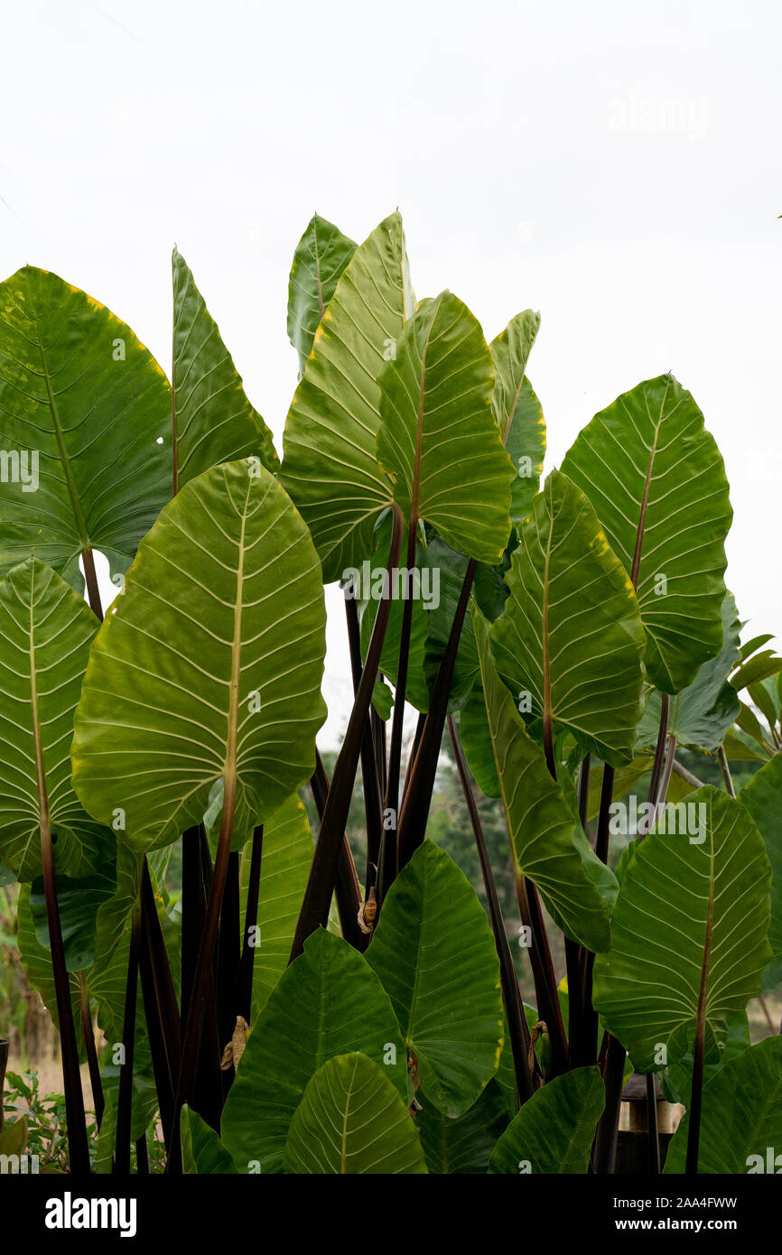a large collection of elephant ear plants Stock Photo - Alamy