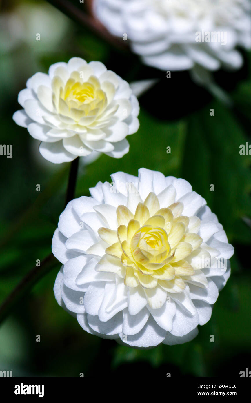 Close up of white flowers of Ranunculus aconitifolius (Batchelor's ...