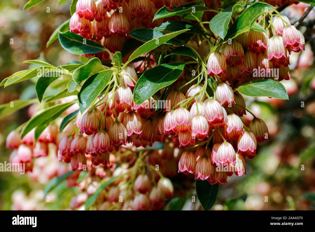 Enkianthus hi-res stock photography and images - Alamy