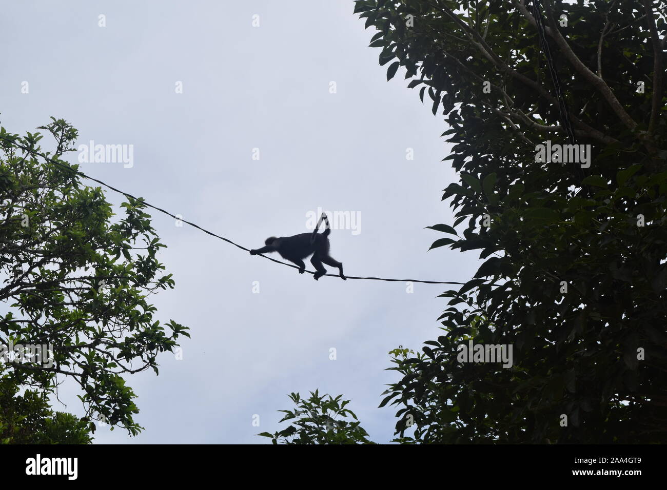 Monkey on a wire in a rain forest in Penang, Malaysia Stock Photo - Alamy