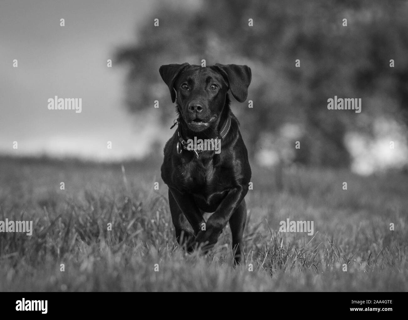 Dog chasing Black and White Stock Photos & Images - Alamy