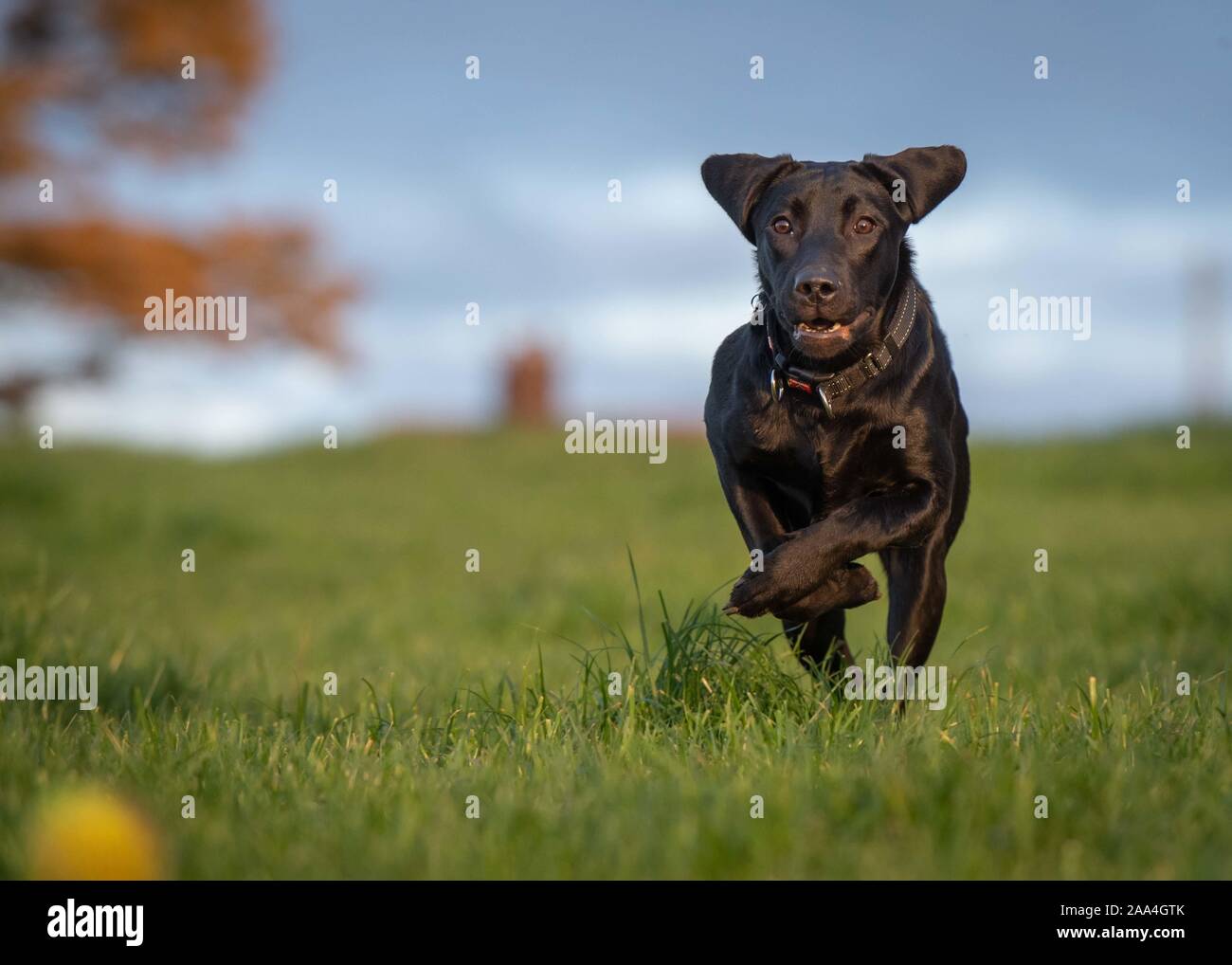 Black Labrador Puppy Playing Stock Photo - Alamy