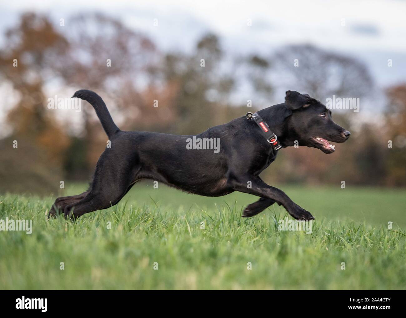 Black Labrador Puppy Playing Stock Photo - Alamy