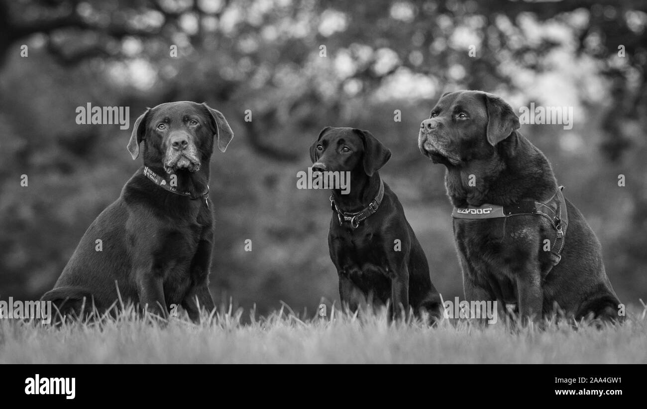 Black Labrador Puppy Playing Stock Photo - Alamy