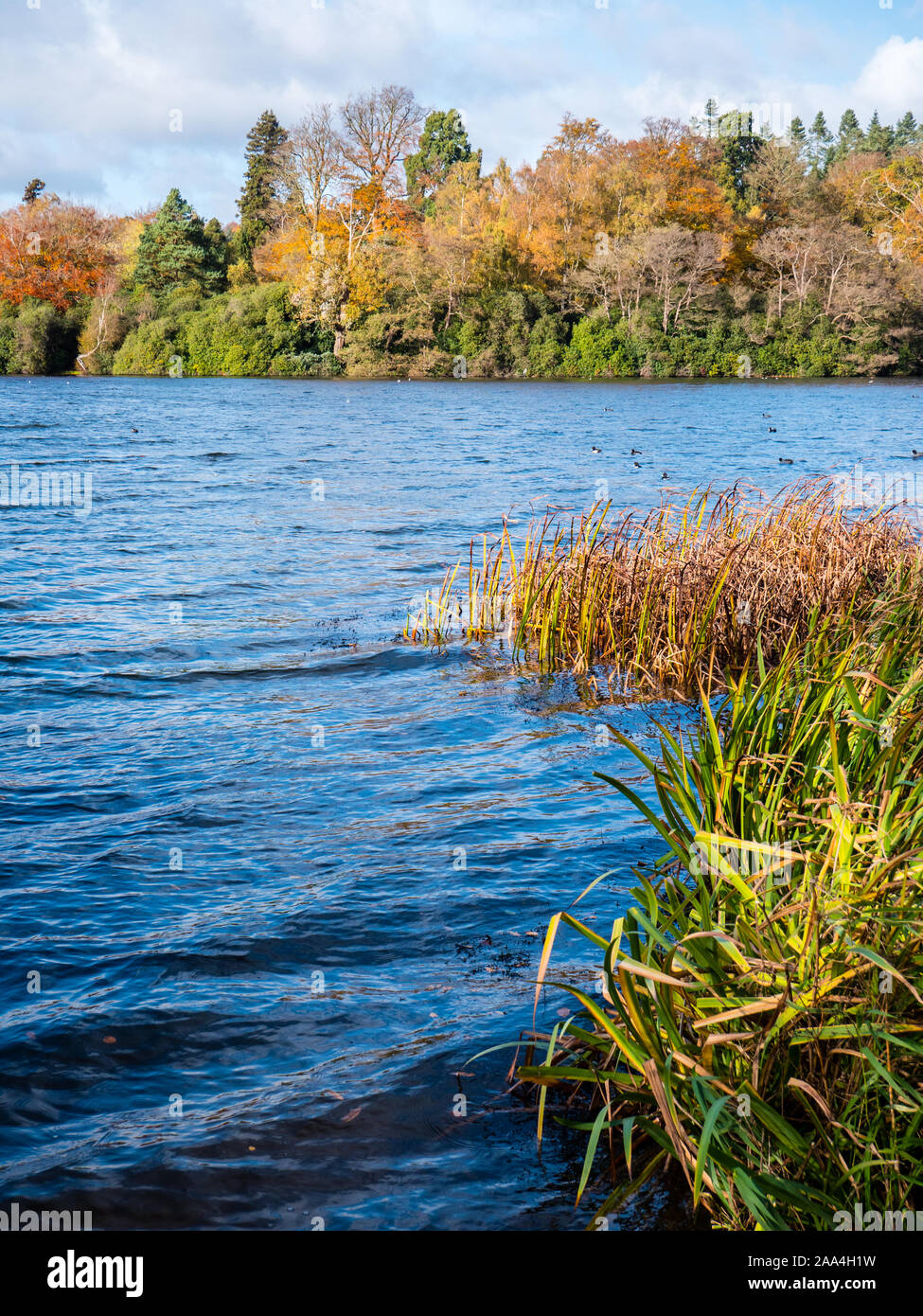 Sunny Day Autumn Landscape, Virginia Water Lake, Windsor Great Park ...