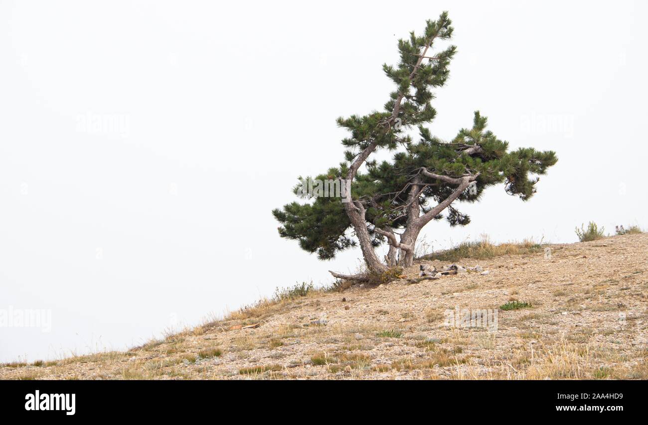 Alpine trees. Trees on top of a mountain in fog. Pine stunted trees ...