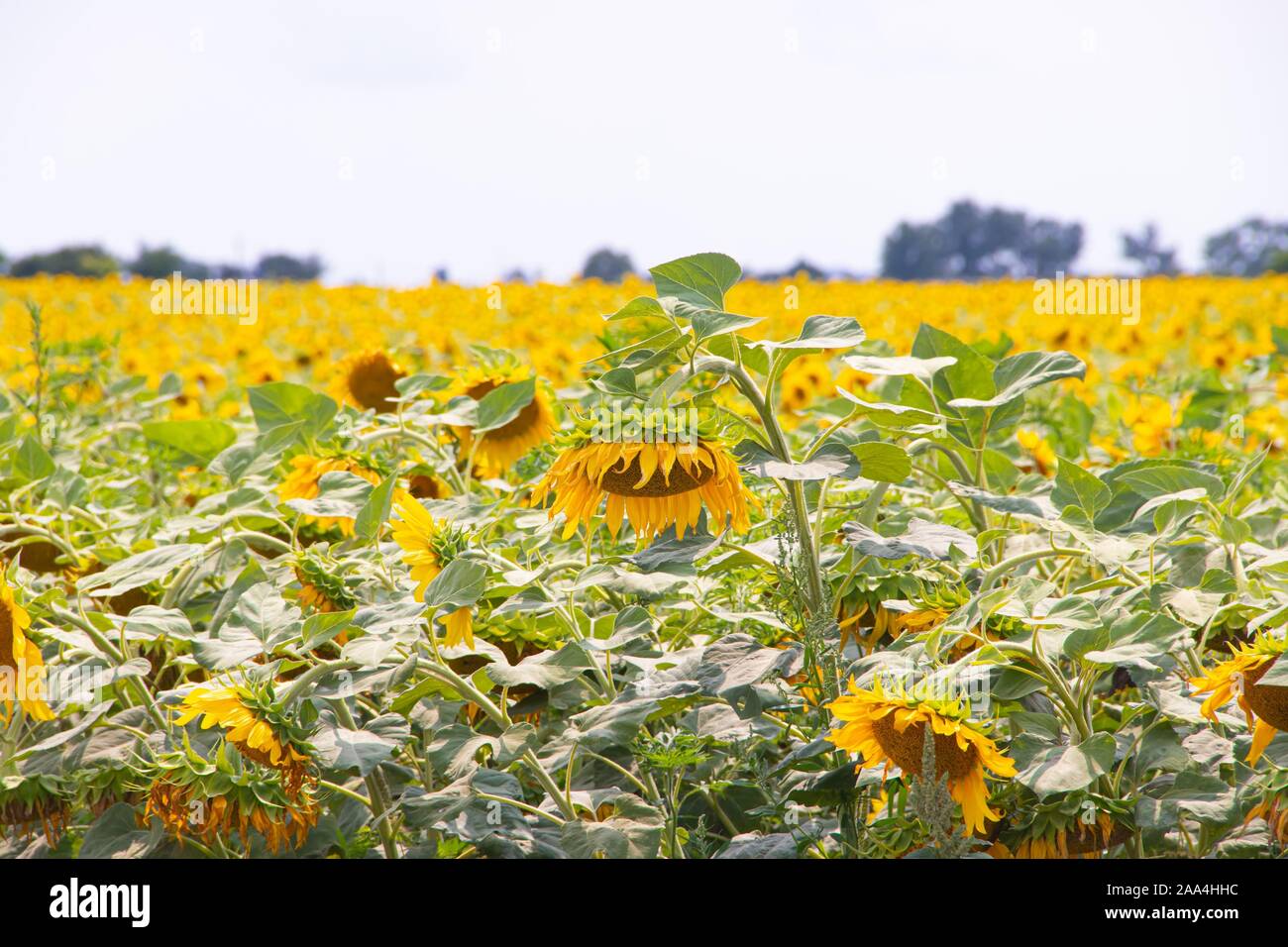 A field of sunflowers. Big yellow flowers field. Flowers with seeds ...