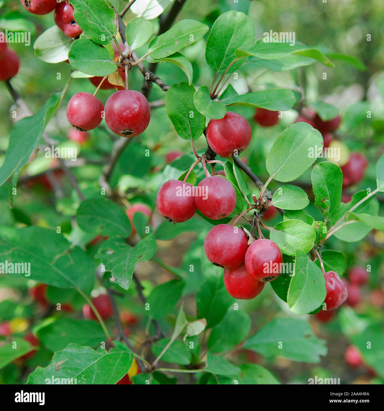 Malus gorgeous hi-res stock photography and images - Alamy