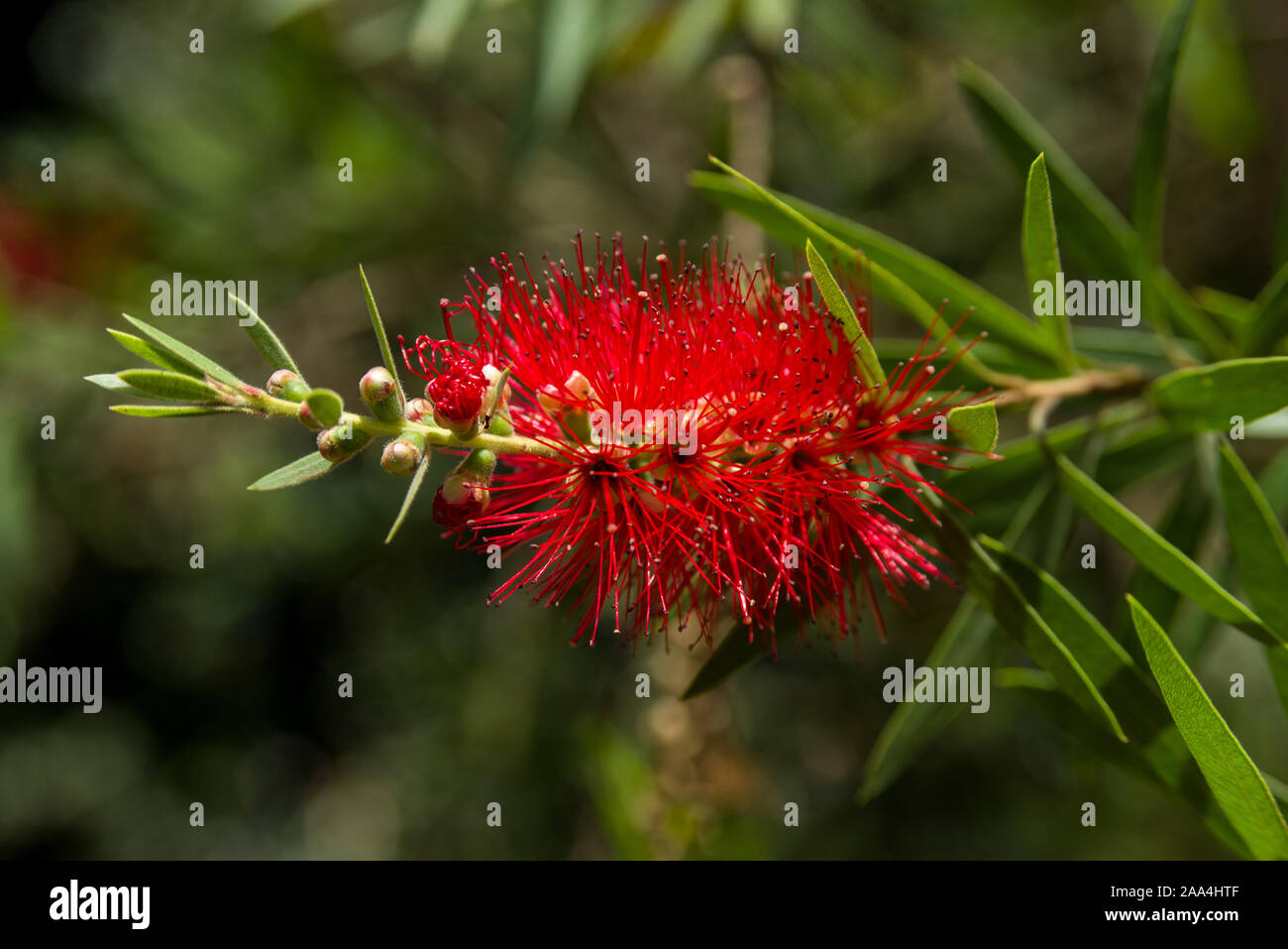 Callistemon viminalis or weeping bottlebrush tree showing red ...