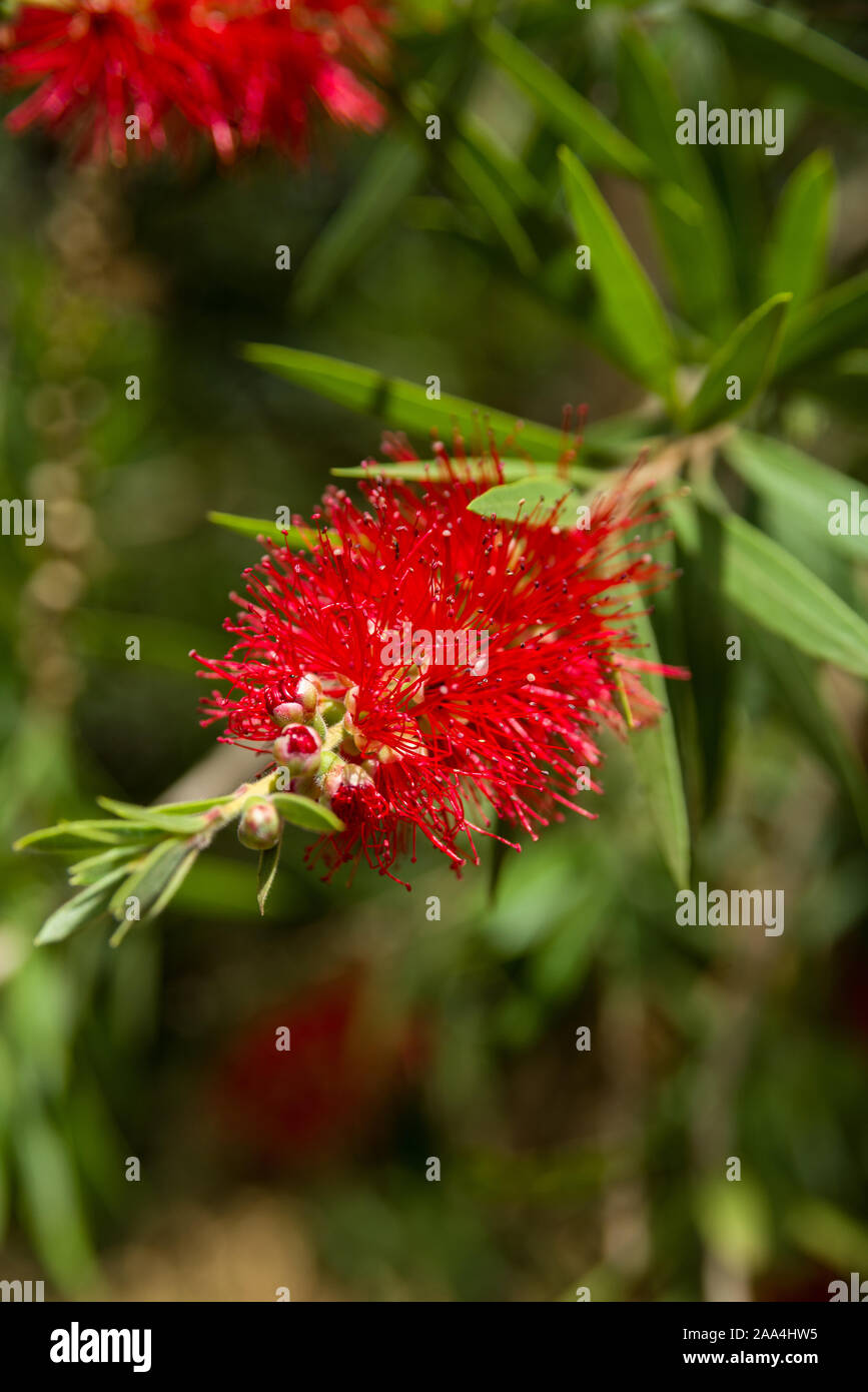 Guinep Tree Inflorescence