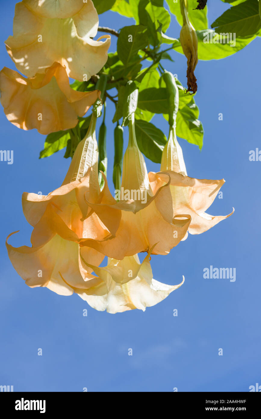 White angel trumpet hi-res stock photography and images - Alamy