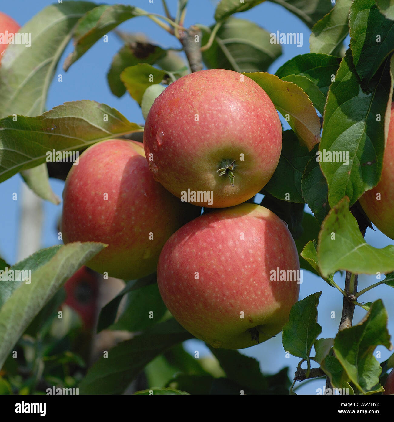 Apfel pinova hi-res stock photography and images - Alamy
