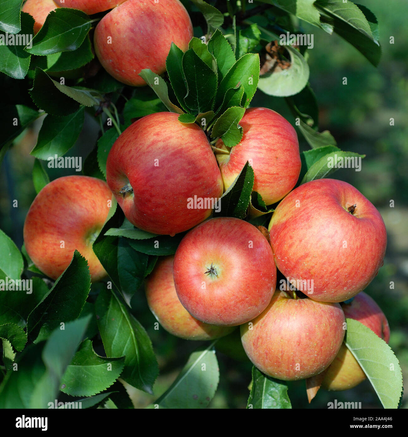 Domestica topaz hi-res stock photography and images - Alamy