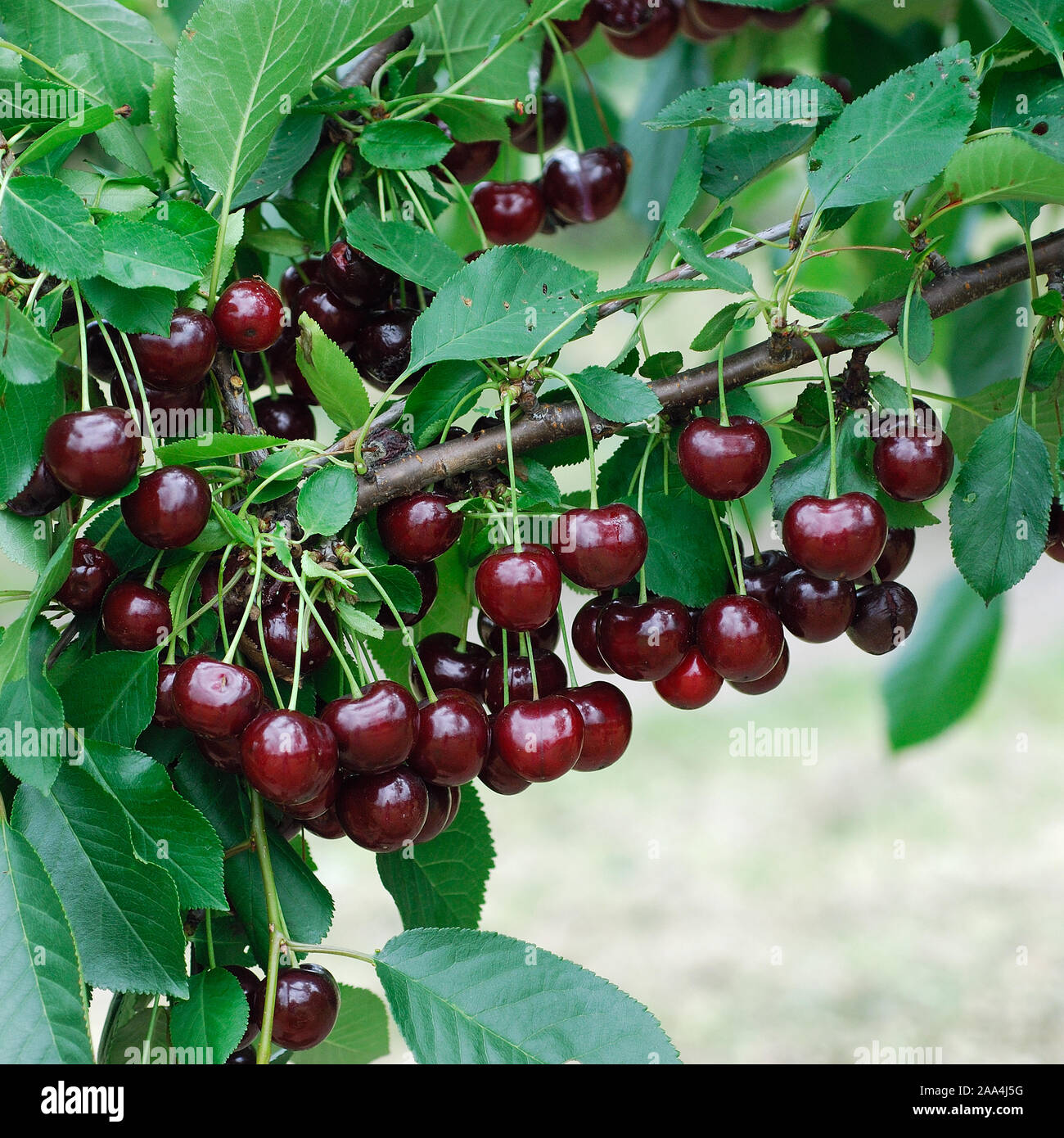 Quadratisch prunus cerasus hi-res stock photography and images - Alamy