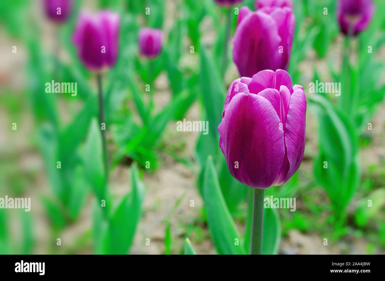 Beautiful purple tulips blue hi-res stock photography and images - Alamy