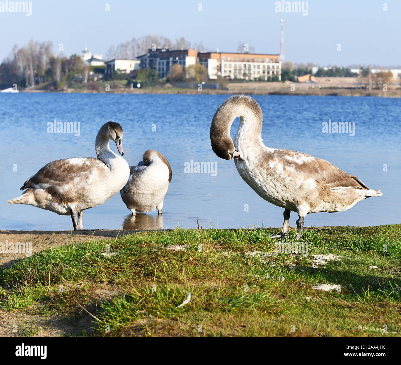 Side swan animals in wild hi-res stock photography and images - Alamy