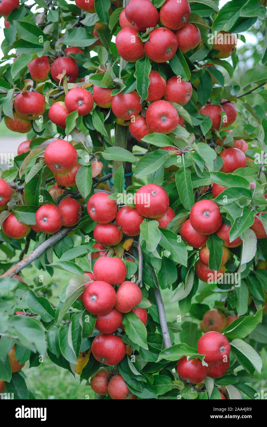 Topaz apple malus hi-res stock photography and images - Alamy