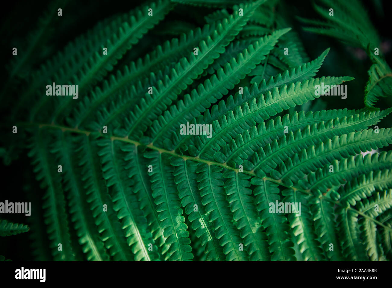 Green emerald moody color nature background trend. Tropical leaves of ...