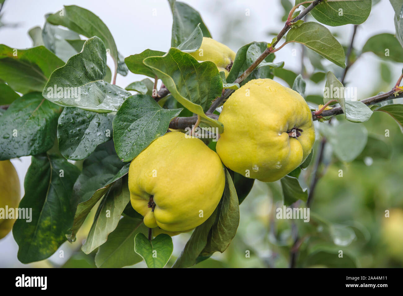 Cydonia oblonga quitte hi-res stock photography and images - Alamy