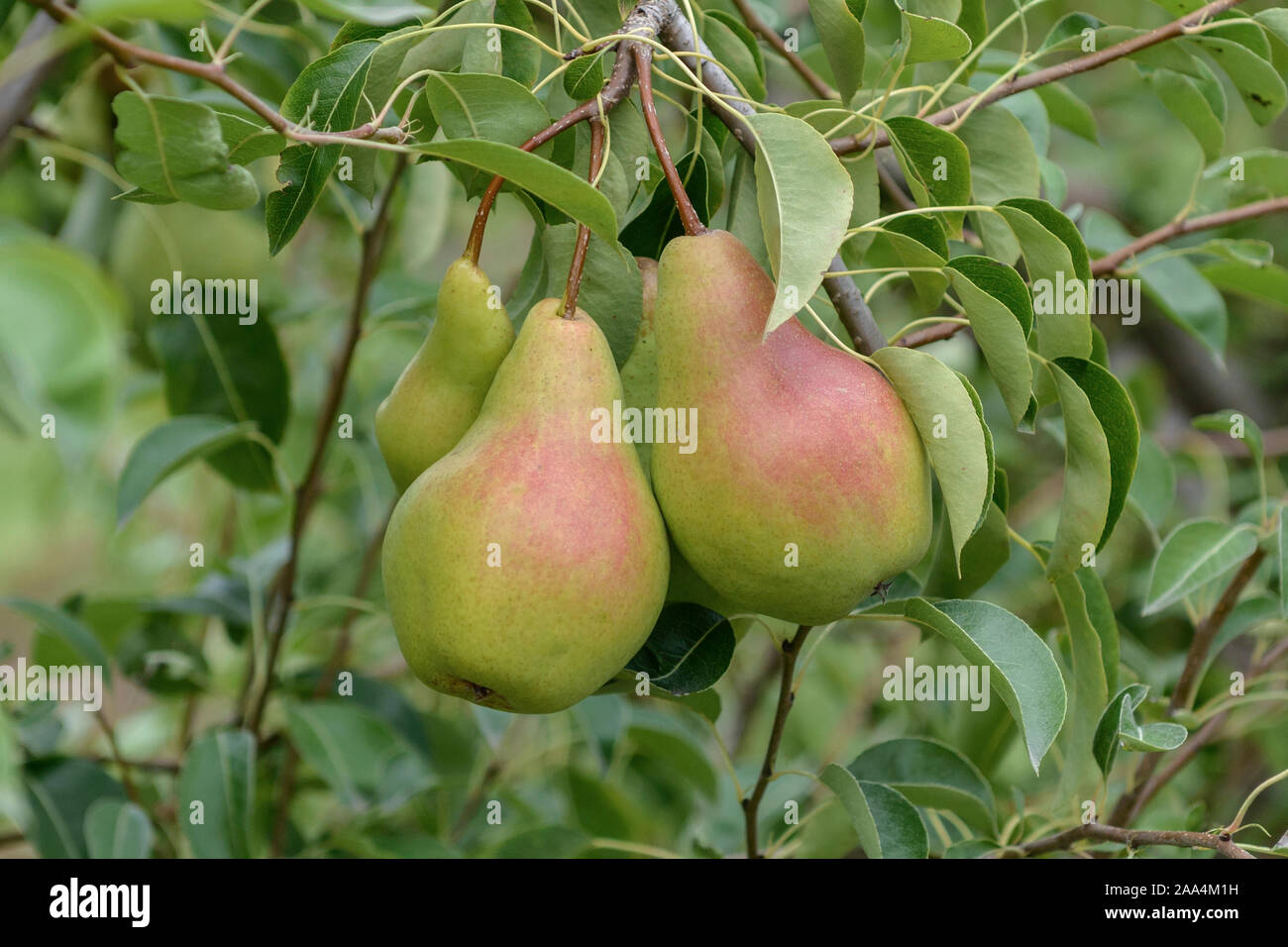 Birne (Pyrus communis 'Armida' Stock Photo - Alamy