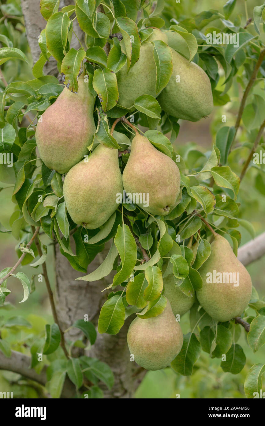 Kultur birne hi-res stock photography and images - Alamy