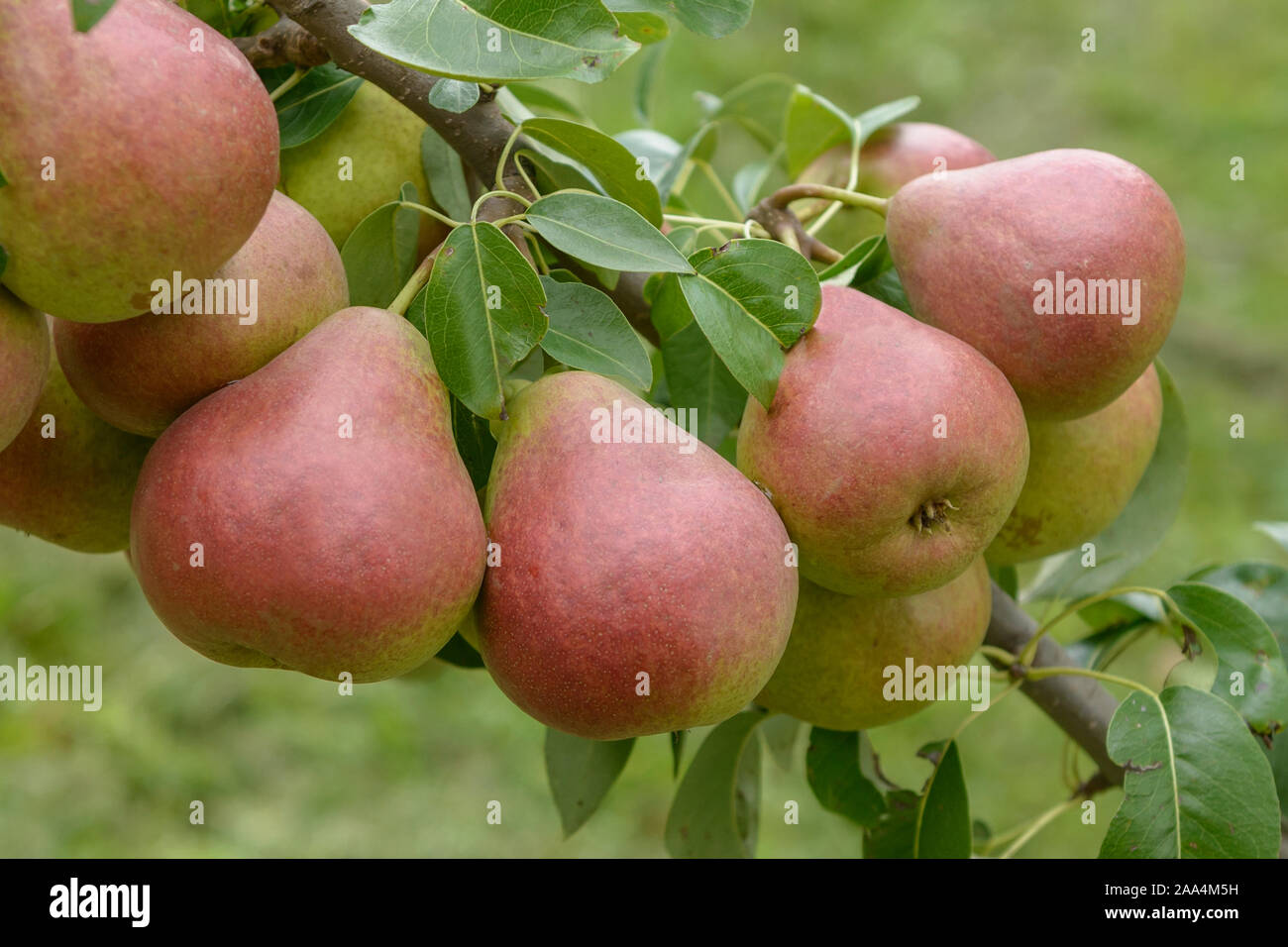 Birne (Pyrus communis 'Dicolor' Stock Photo - Alamy