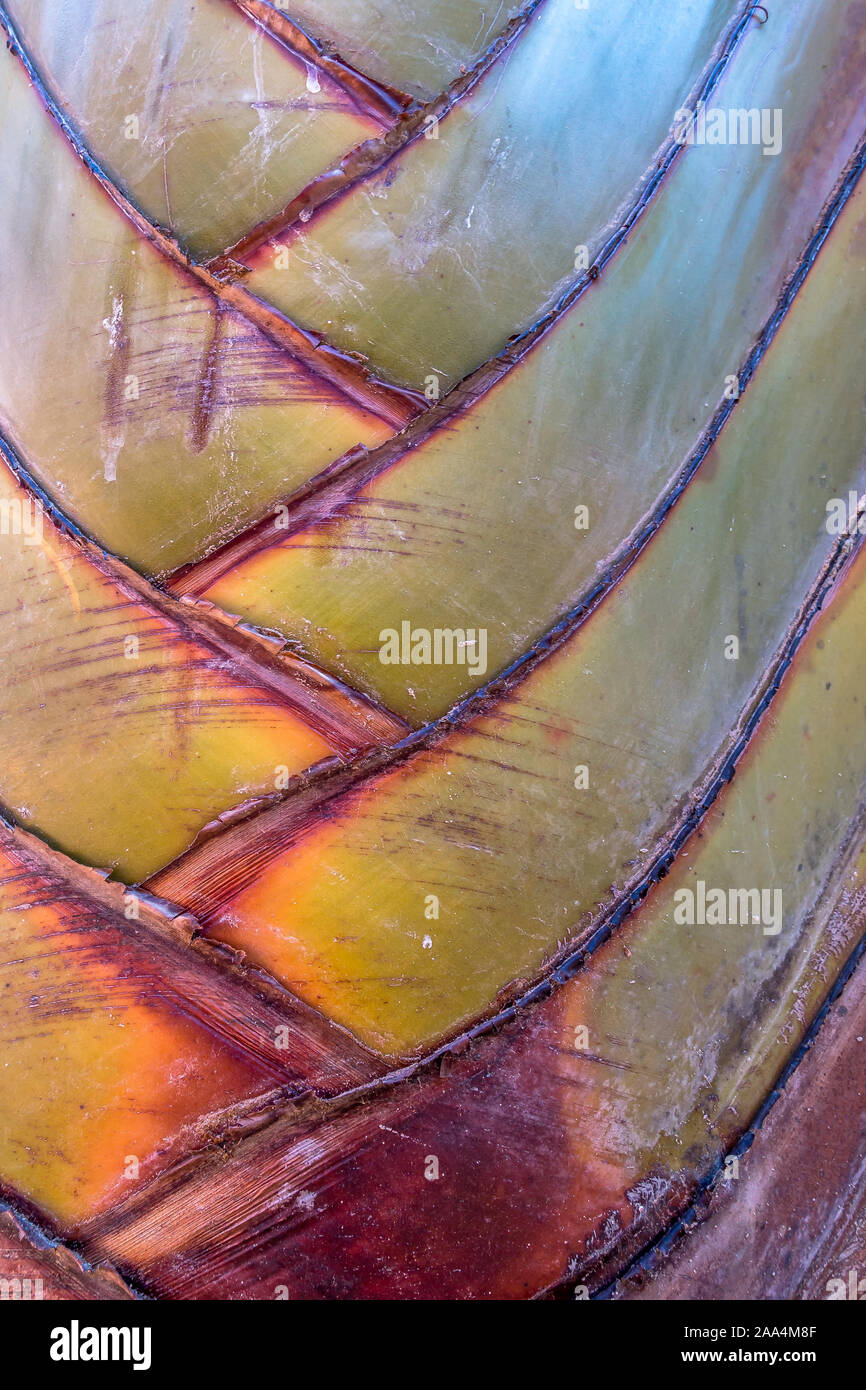 Intersecting Lines In Nature