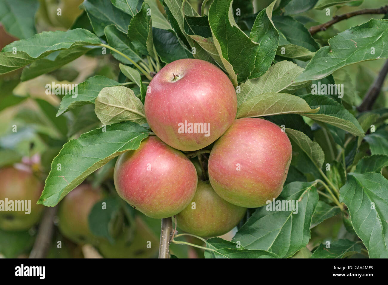 Domestica idared hi-res stock photography and images - Alamy