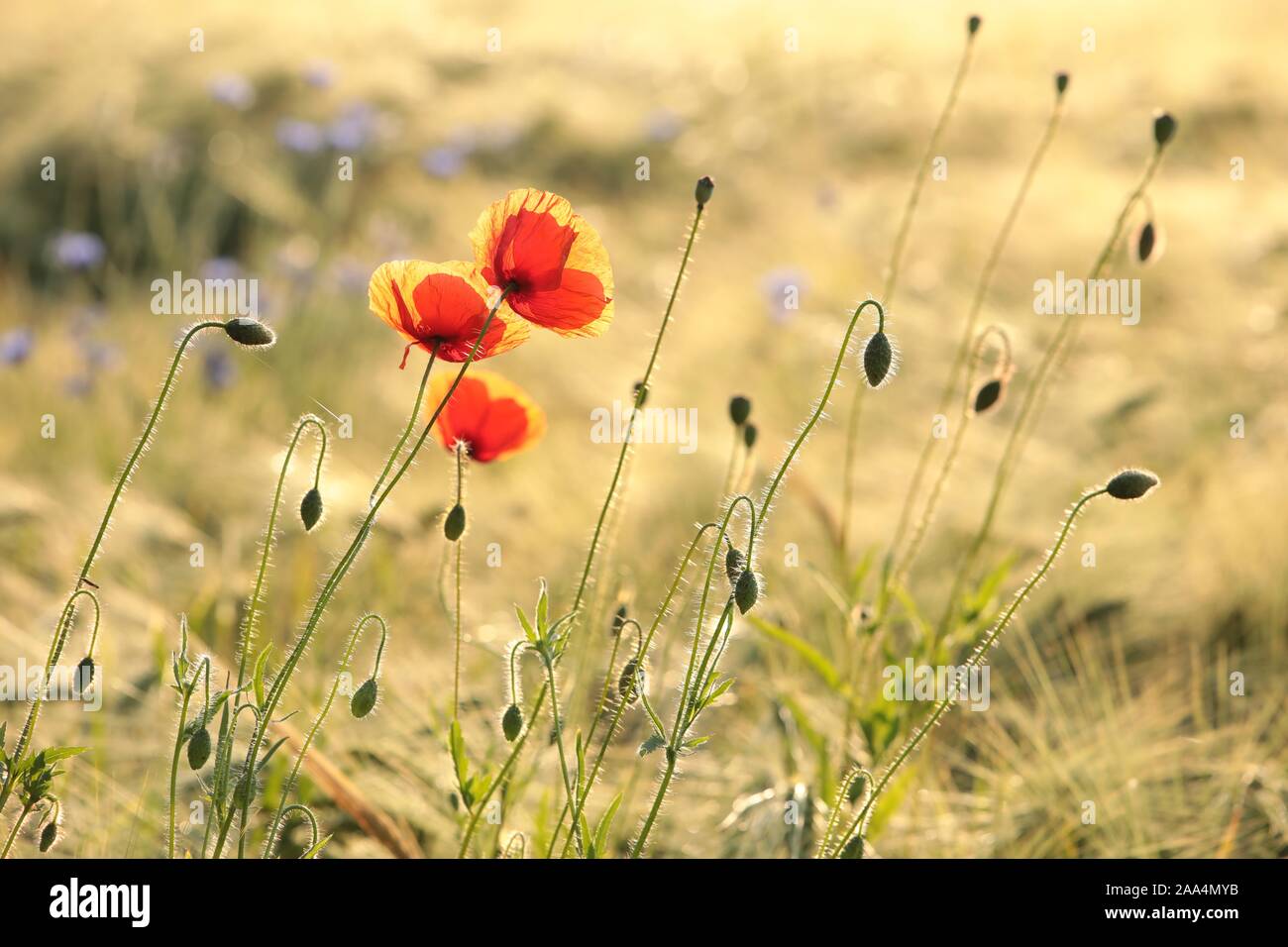 Poppies in the field at dawn Stock Photo - Alamy