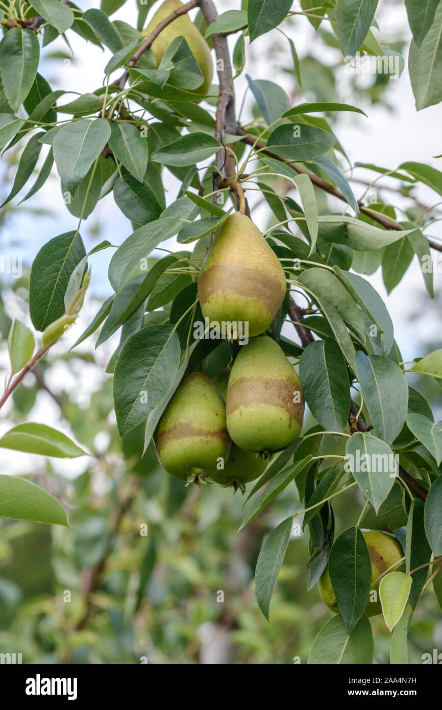 Birne (Pyrus communis 'Progress'), Frostringe Stock Photo - Alamy